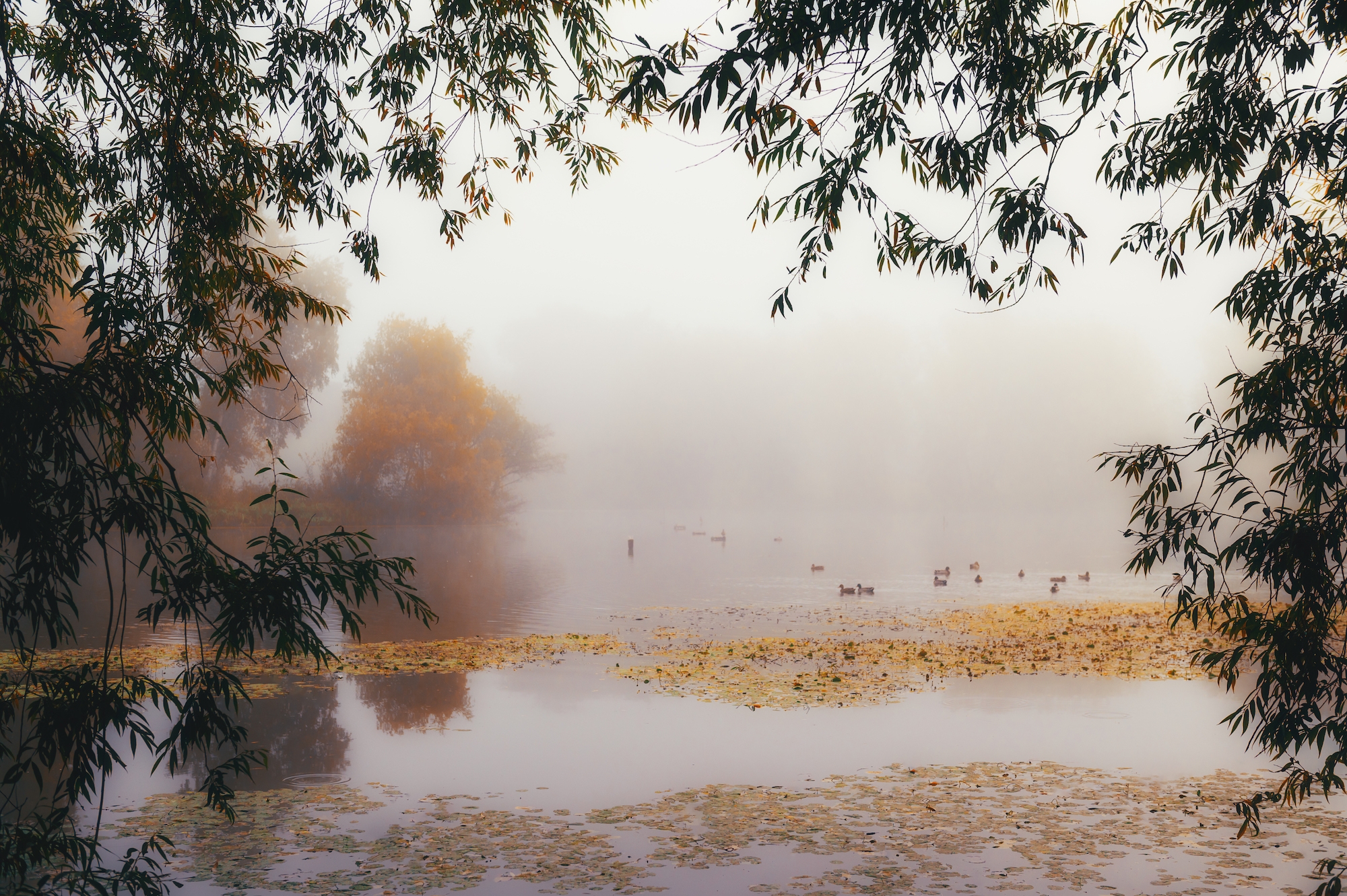 寒露 Hán Lù: Cold Dew - Si Jin Bao Pro